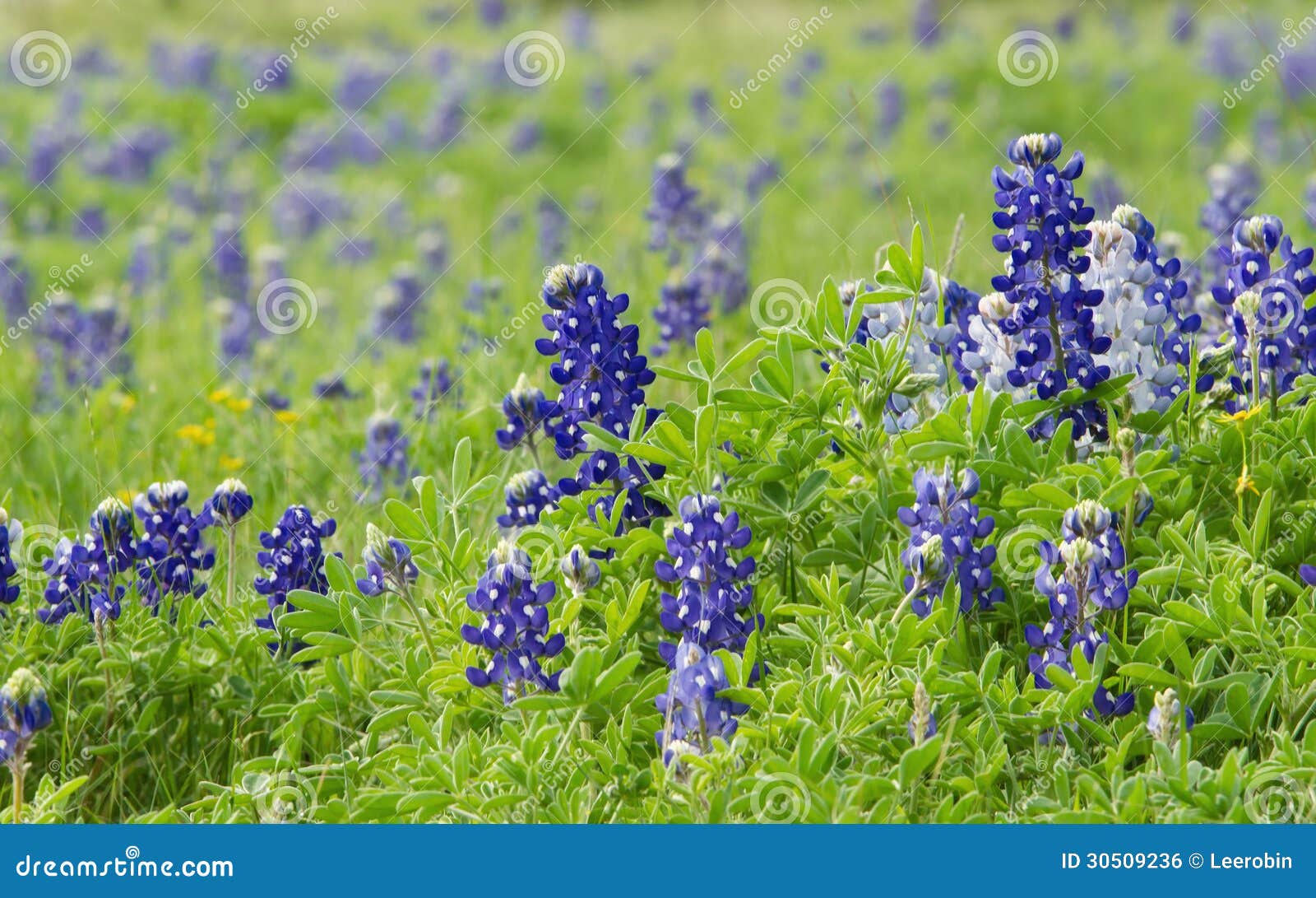 Texas Bluebonnets (Lupinus Texensis) Royalty-Free Stock Image ...