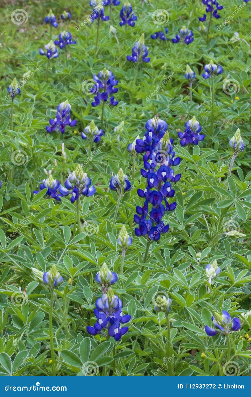 Texas Bluebonnet stock photo. Image of bluebonnet, texas - 112937272