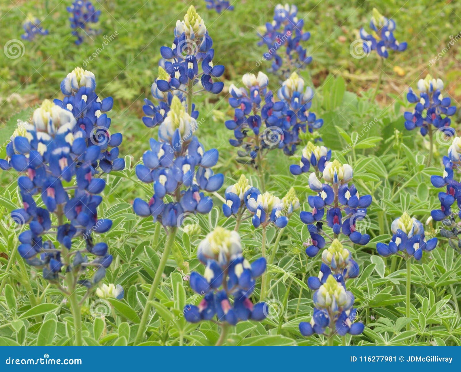 Field of Bluebonnets stock image. Image of bluebonnets - 116277981