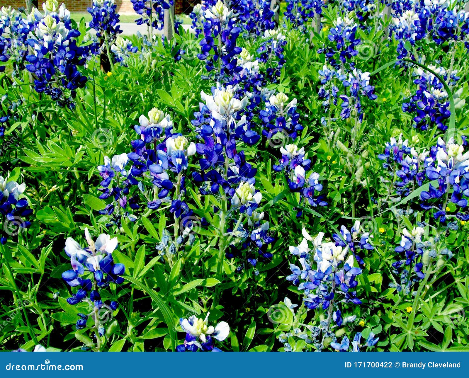 Texas Bluebonnets stock photo. Image of colors, bright - 171700422