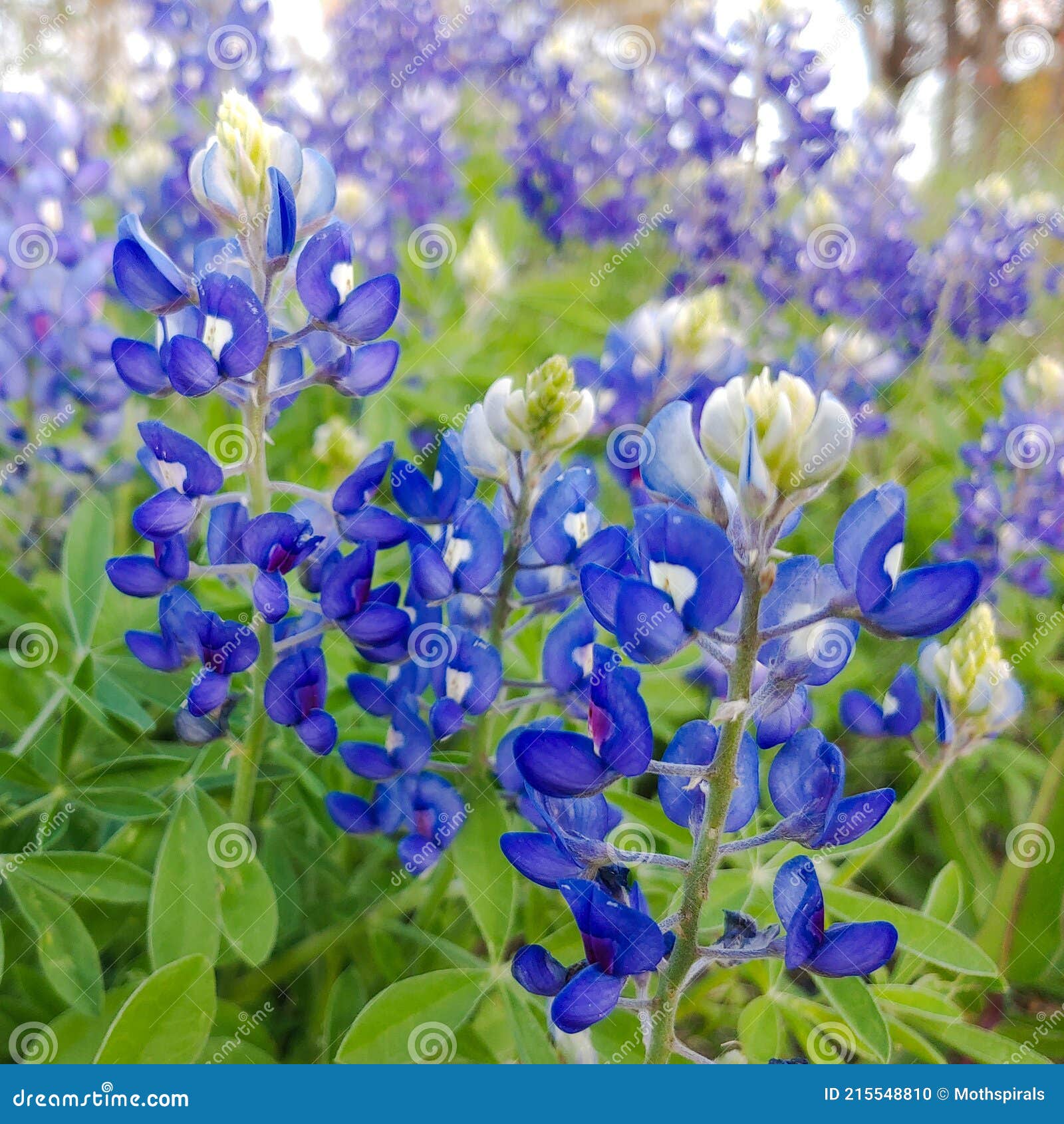 Texas Bluebonnets stock photo. Image of bluebonnets - 215548810