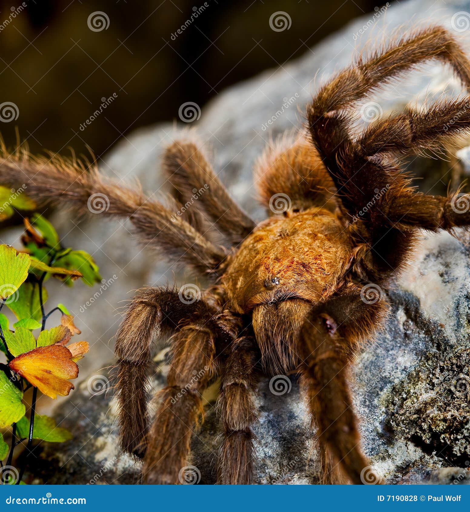 Texas Brown Tarantula stock photo. Image of legs, spider - 7190828