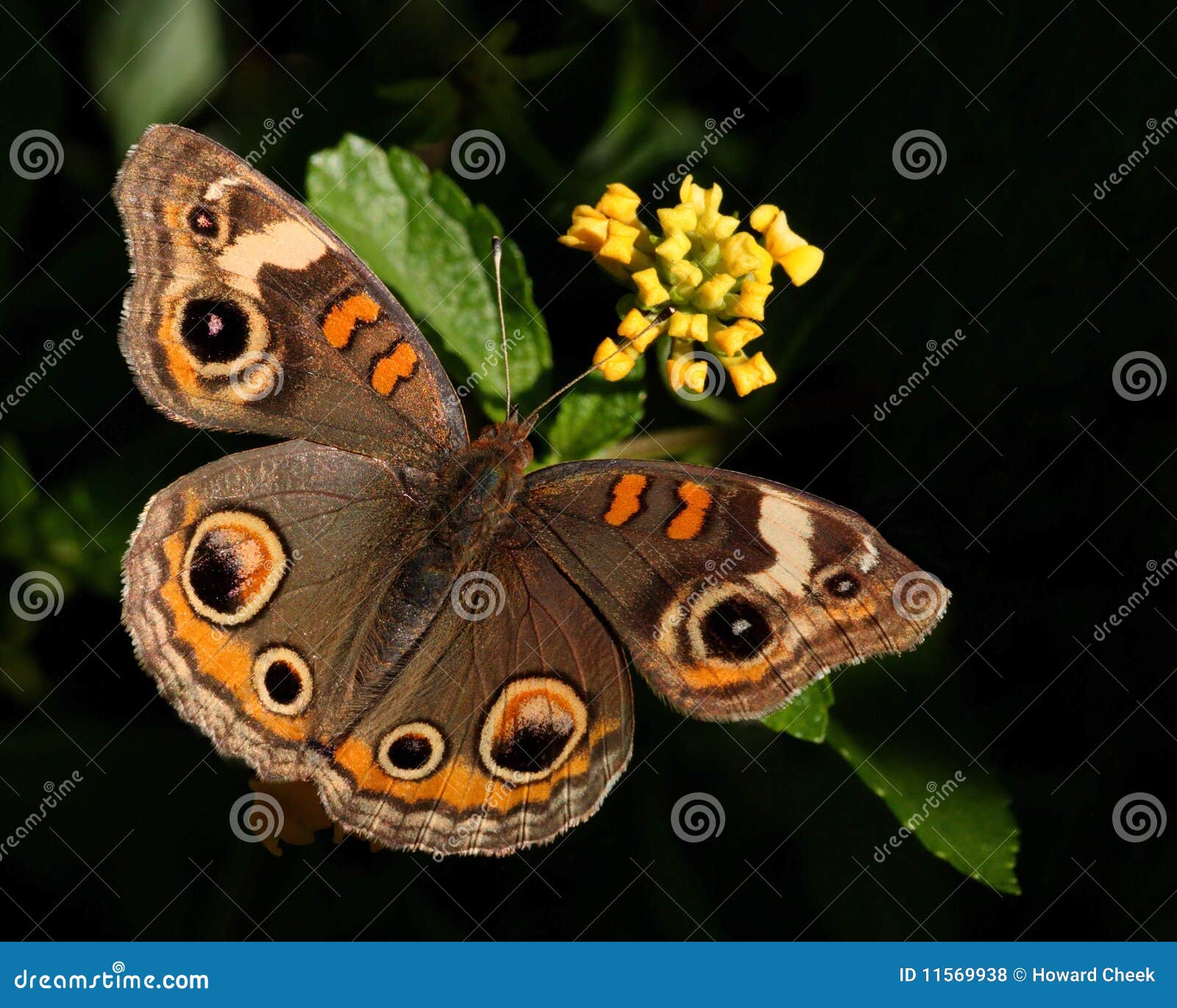 Texas Buckeye stock photo. Image of junonia, flowers - 11569938