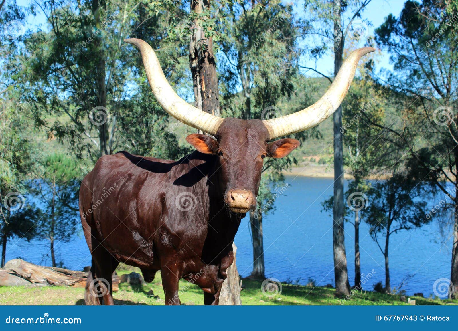 Texas bull stock image. Image of steer, wild, grazing - 67767943