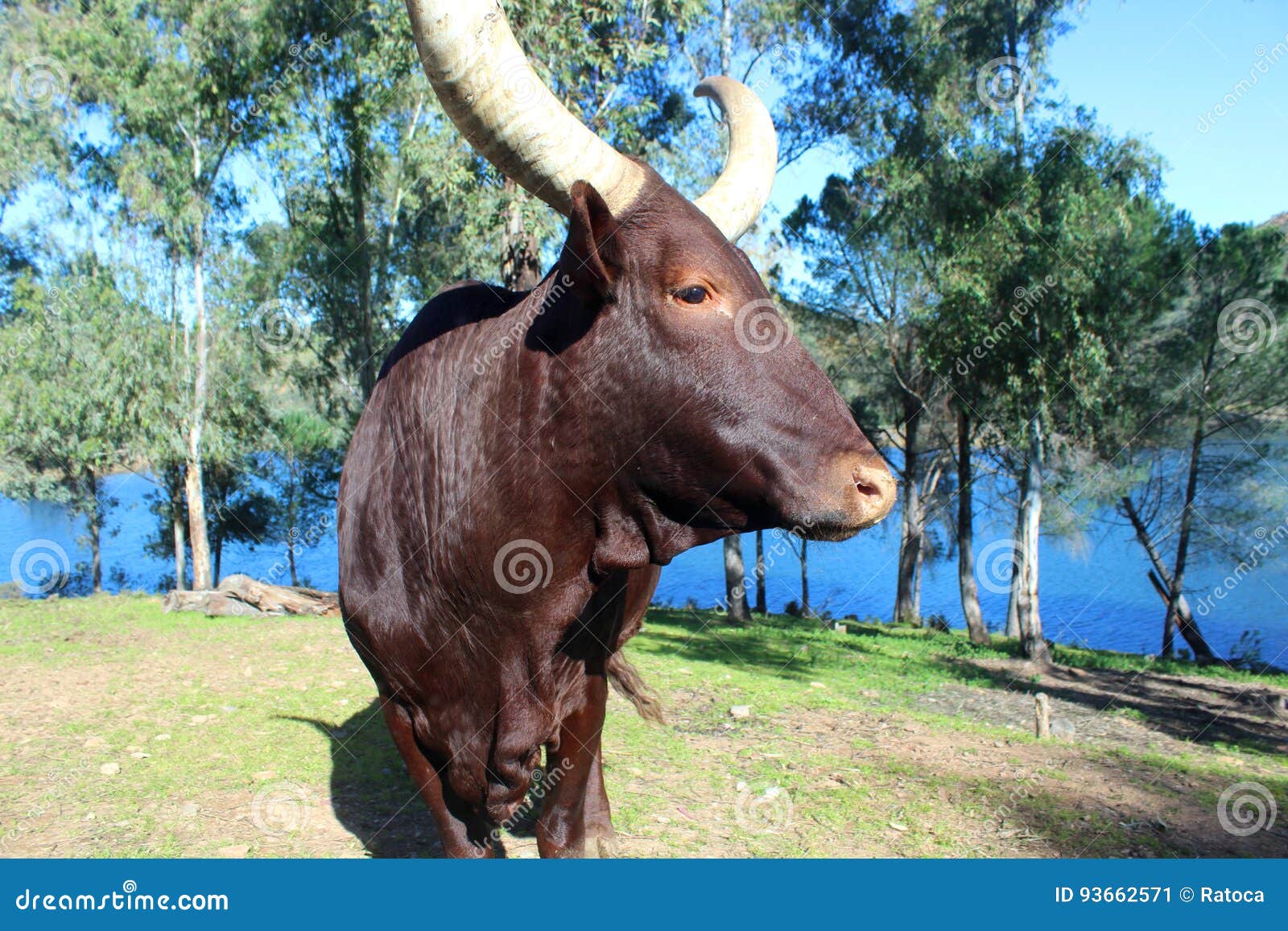 Texas bull stock image. Image of texas, west, mammal - 93662571