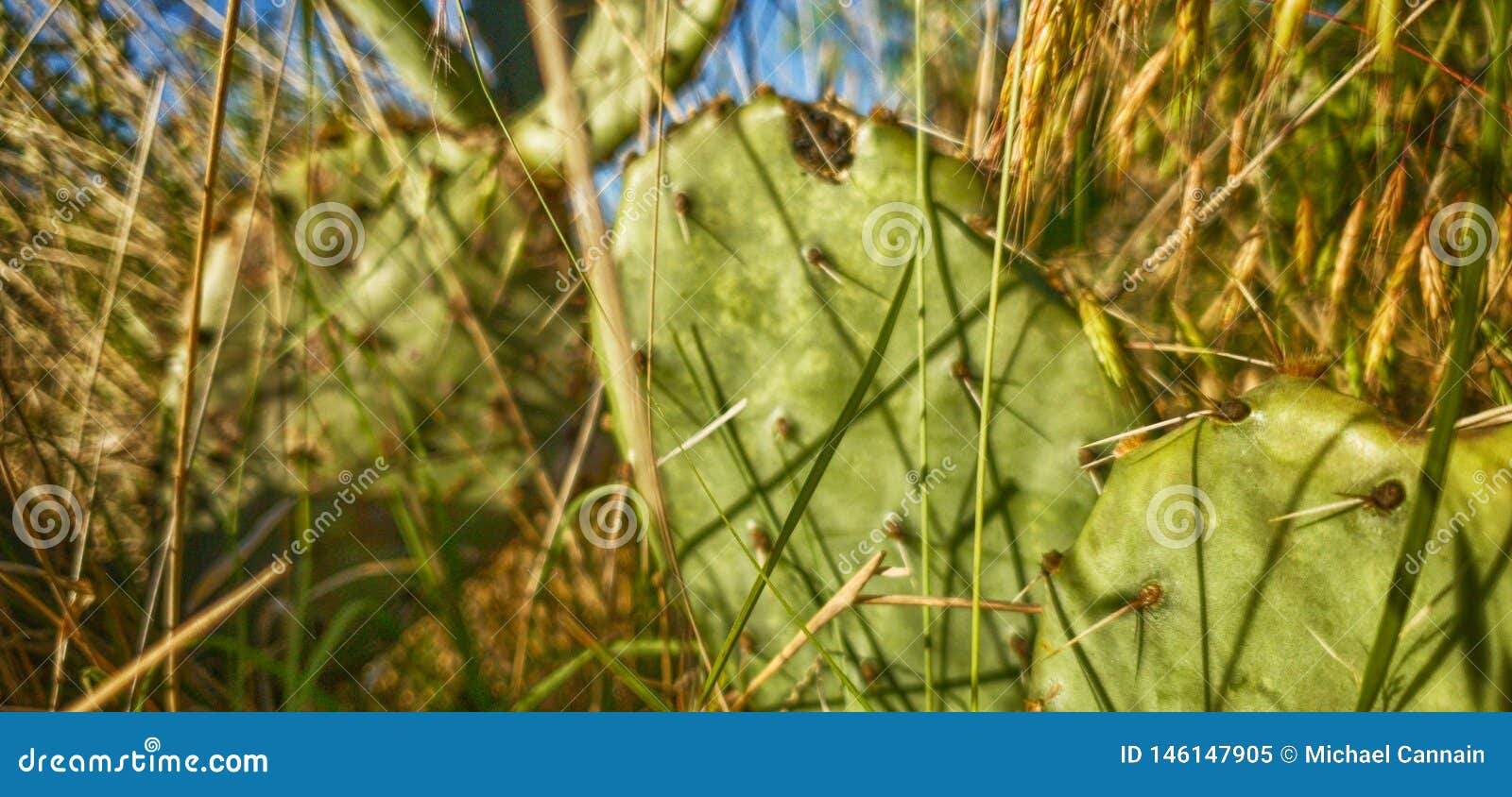 Texas Cactus Plant in the Spring. Stock Image - Image of cactus, sharp ...