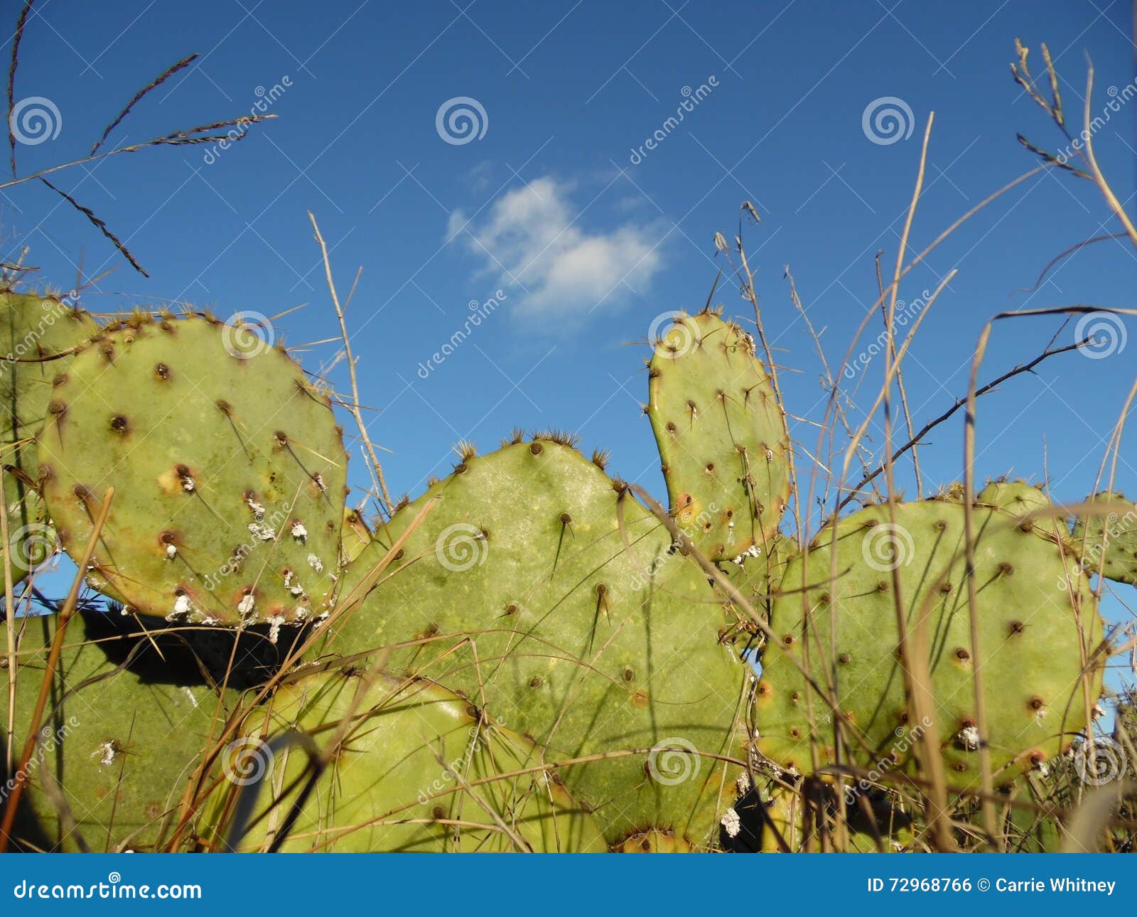 Texas cactus stock photo. Image of texas, plant, blue - 72968766