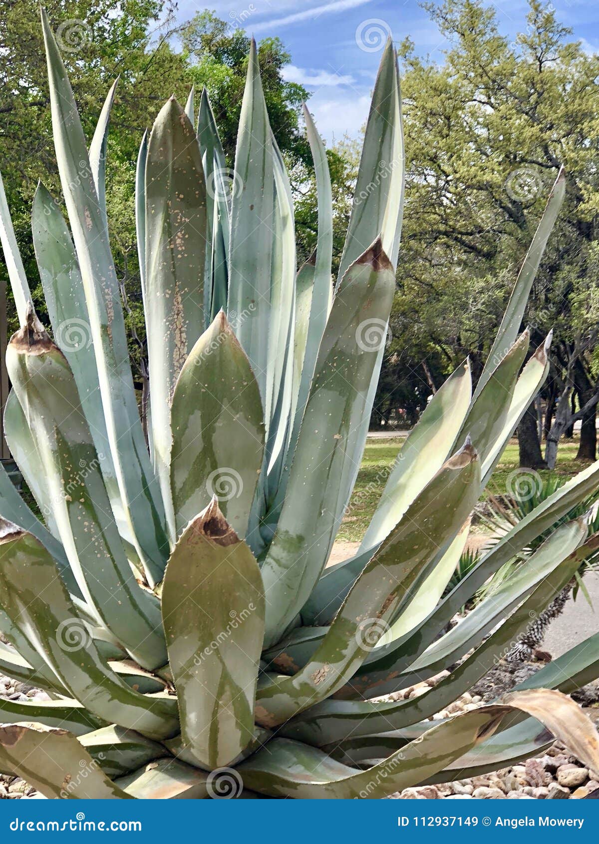 Texas Cactus stock image. Image of trees, texas, tall - 112937149