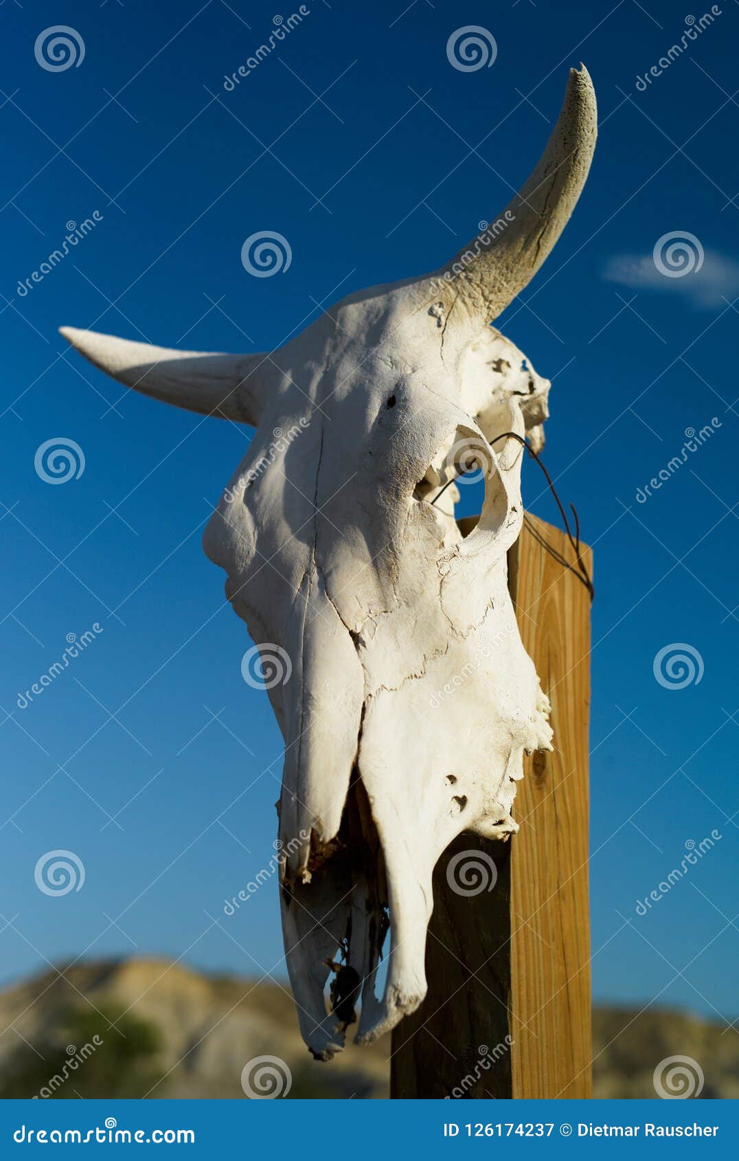 Texas Cattle Skull on a Post Stock Image - Image of western ...