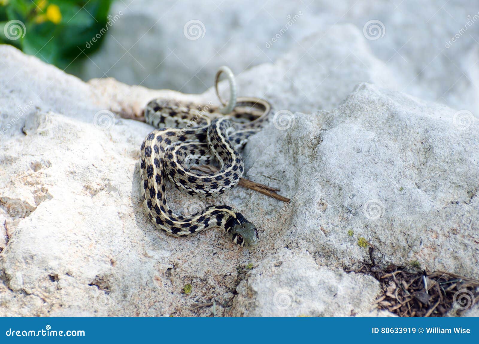 Texas Checkered Garter Snake Image stock - Image du driftwood, cloche ...