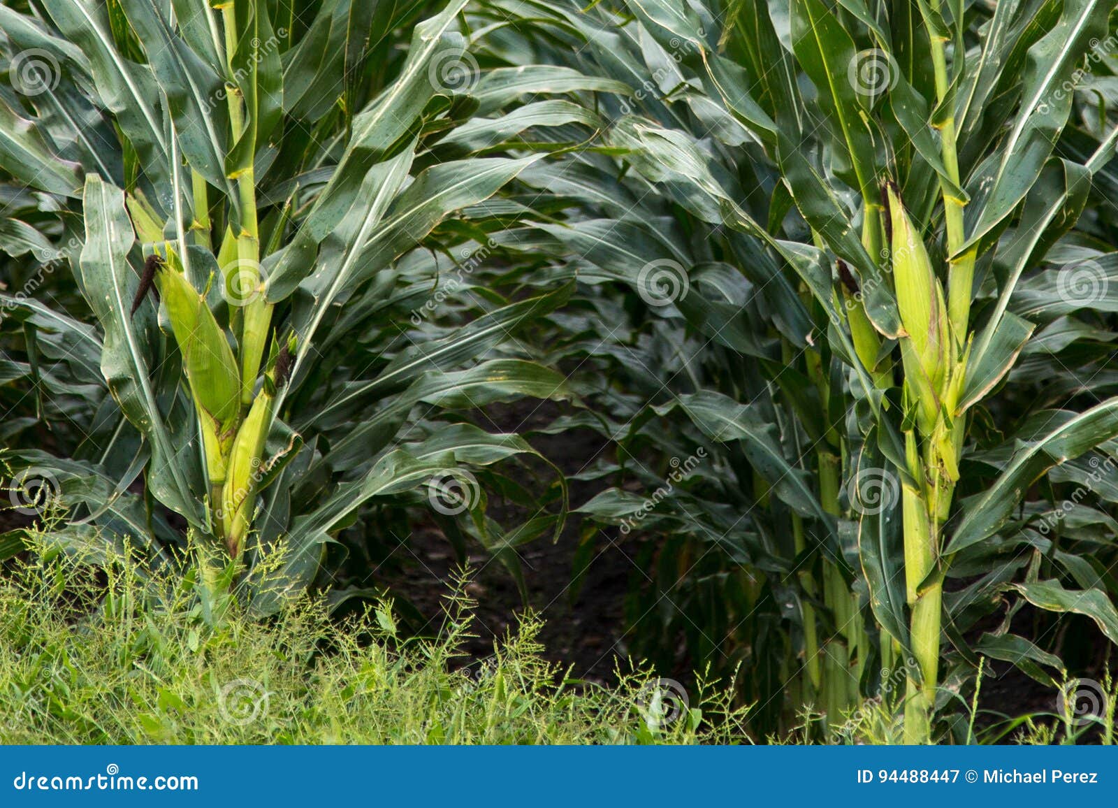 A Texas Corn Field stock image. Image of agriculture - 94488447