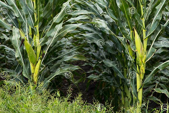 A Texas Corn Field stock image. Image of agriculture - 94488447