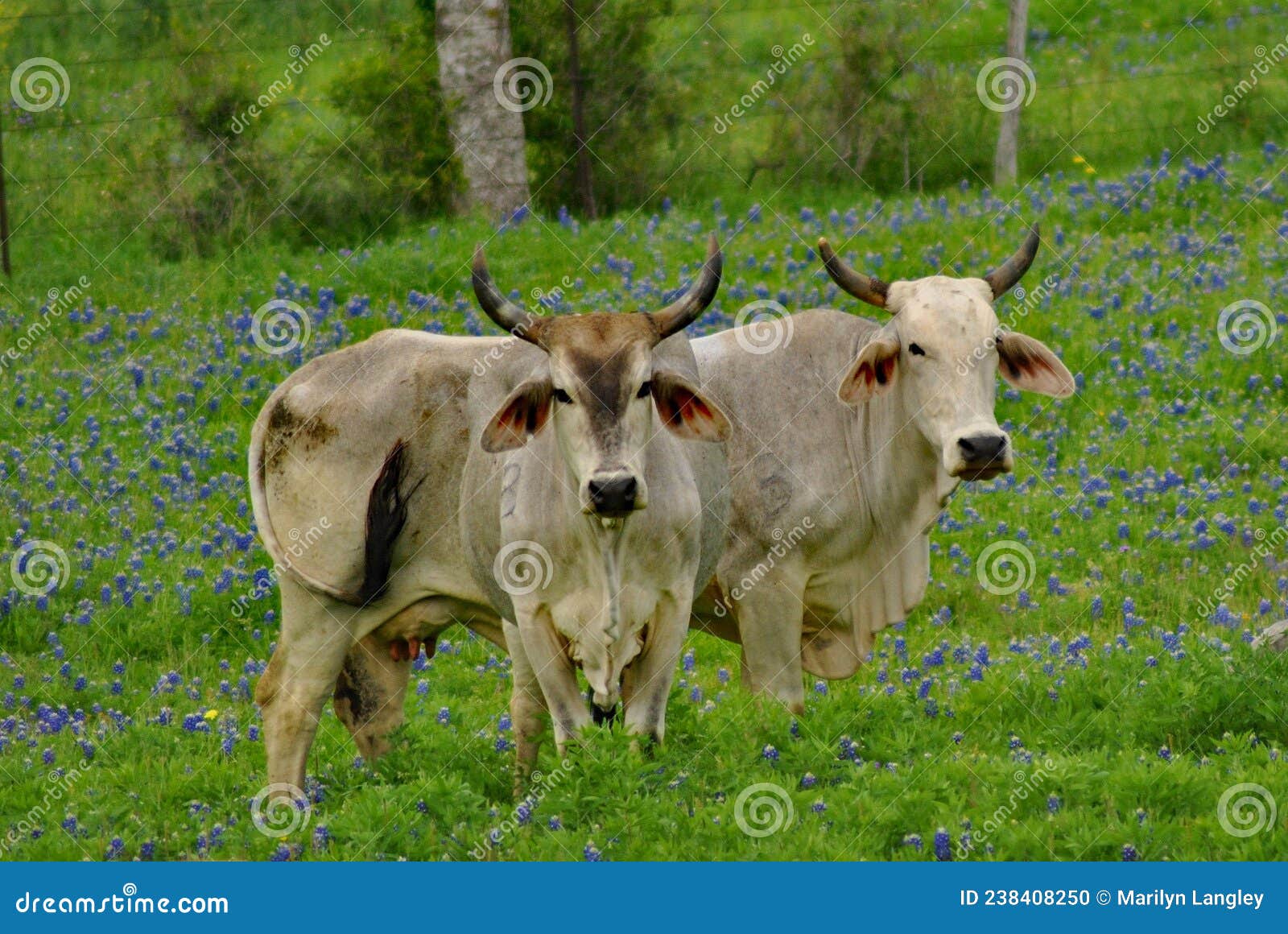 Texas Cows in Bluebonnets stock photo. Image of cattle - 238408250