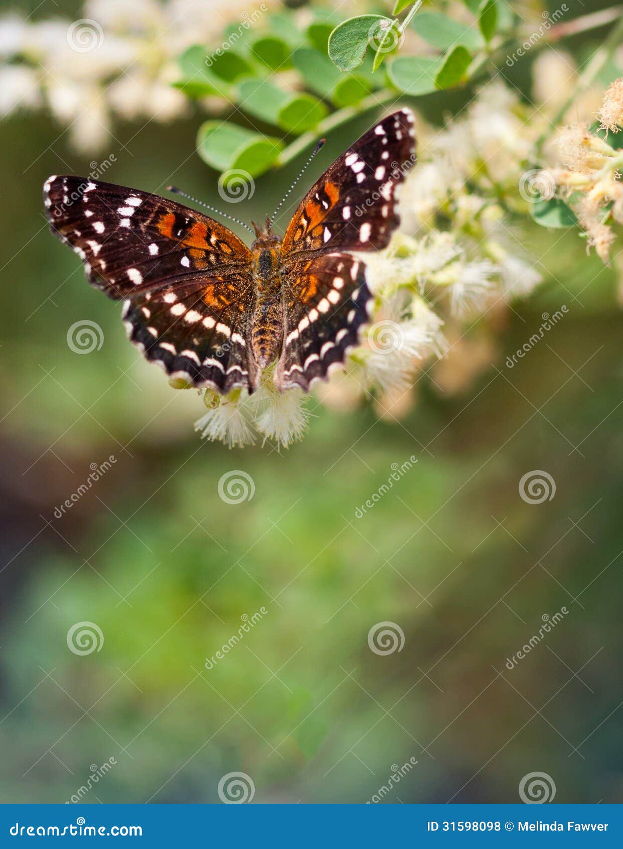 Texas Crescent Butterfly stock photo. Image of orange - 31598098