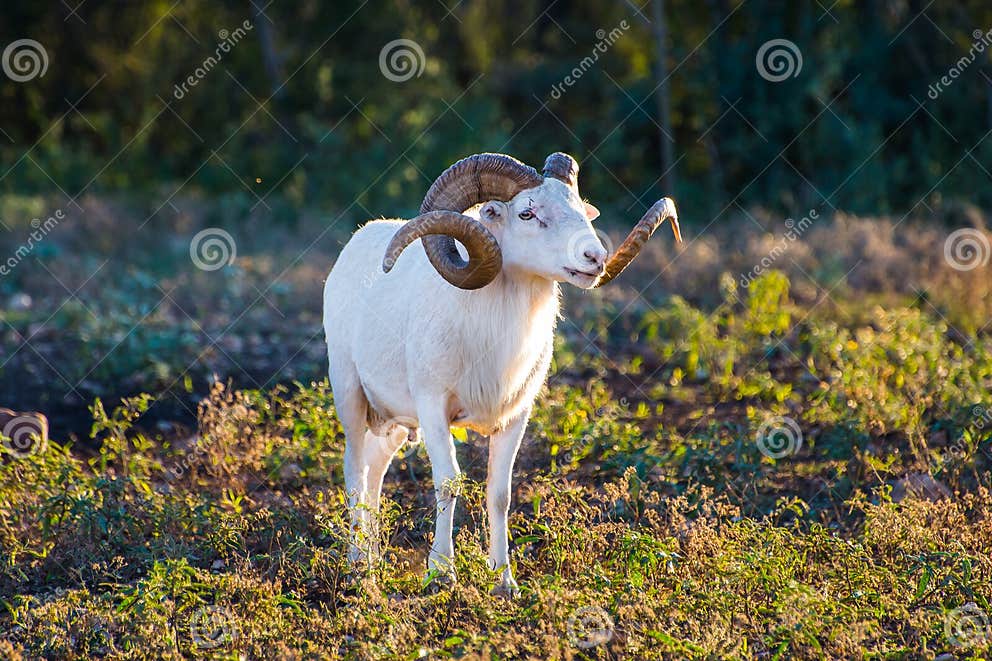 Texas Dall Sheep Ram foto de archivo. Imagen de sunlight - 36028674