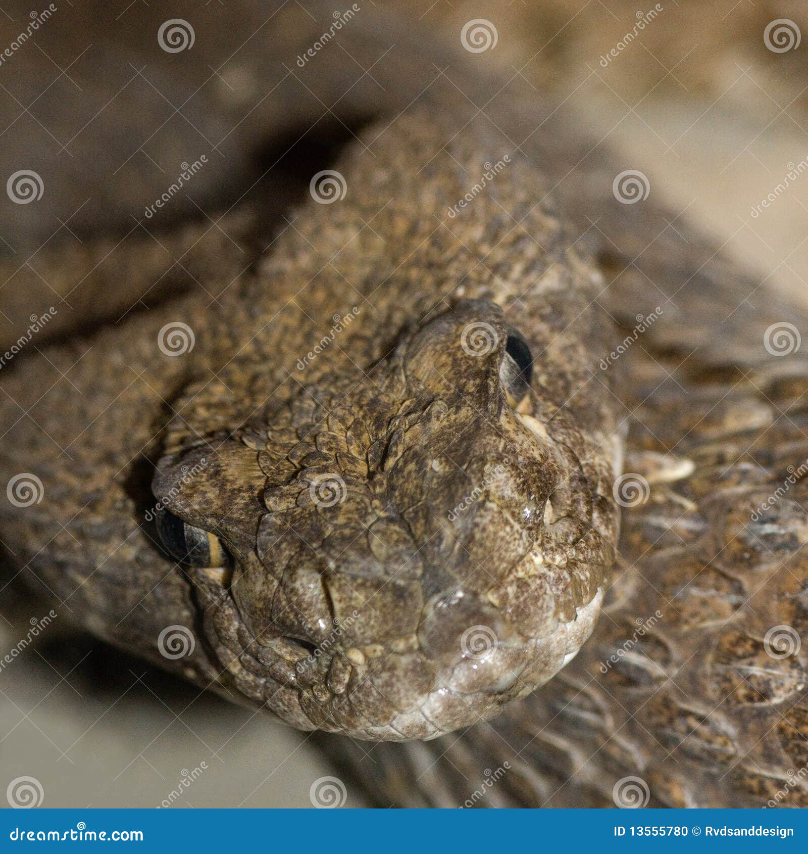 Texas Diamondback Rattlesnake Stock Photo - Image of close, diamondback ...
