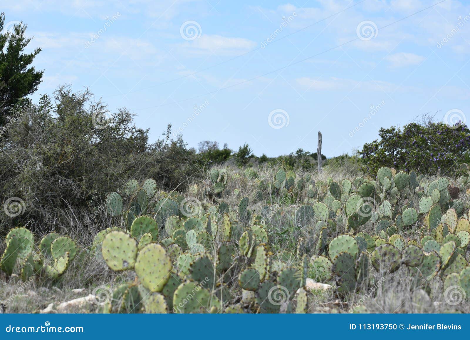 Texas Field of Pear Cactus stock photo. Image of nature - 113193750