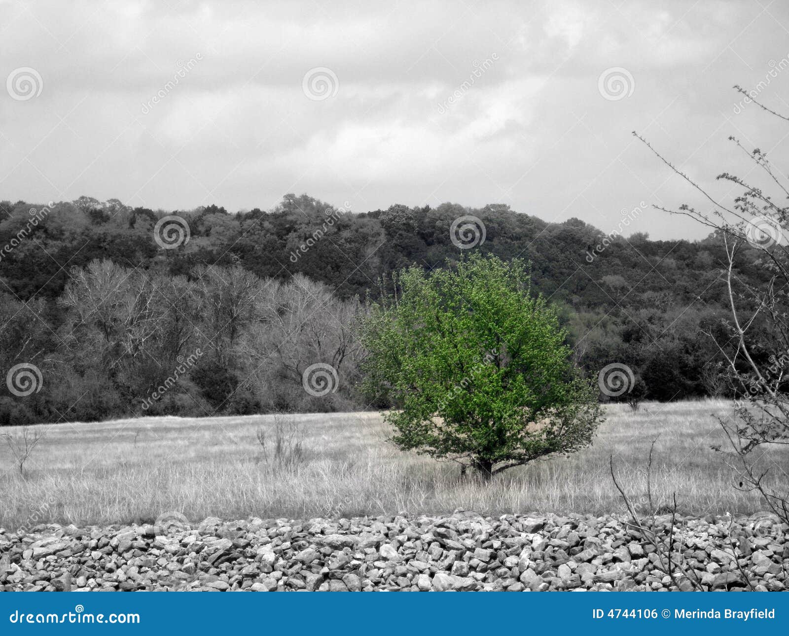 Texas Green Tree stock photo. Image of alone, nature, black - 4744106