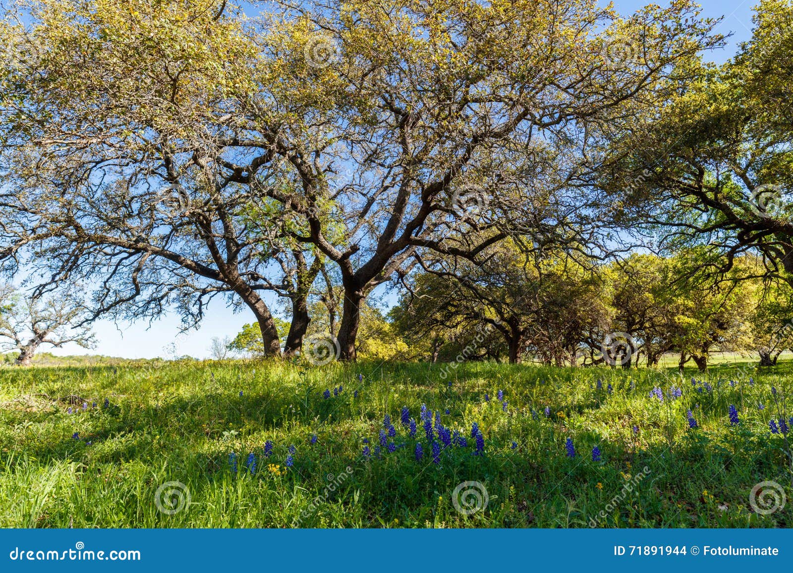 Texas Hill Country stock photo. Image of texensis, outdoor - 71891944