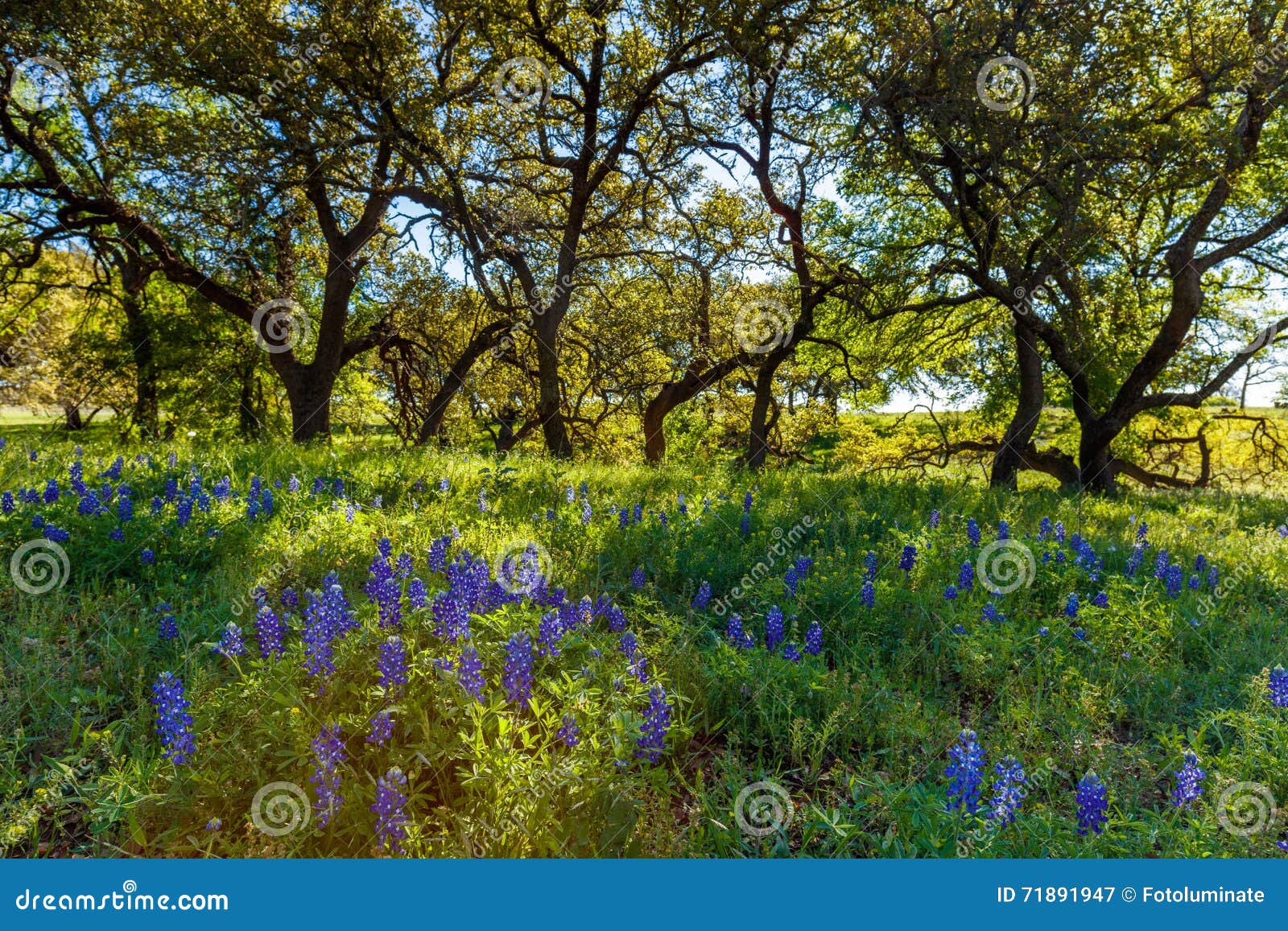 Texas Hill Country stock image. Image of lifestyle, peaceful - 71891947