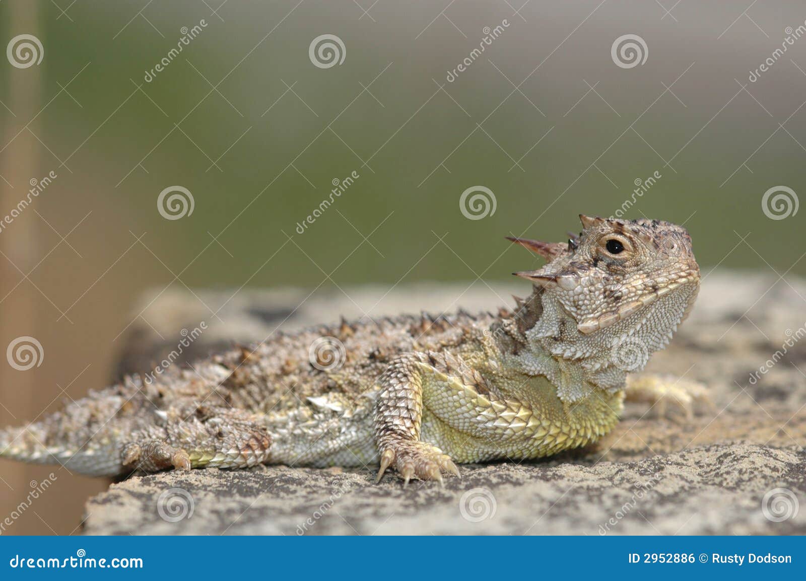 Texas Horned Lizard stock photo. Image of wildlife, lizards - 2952886
