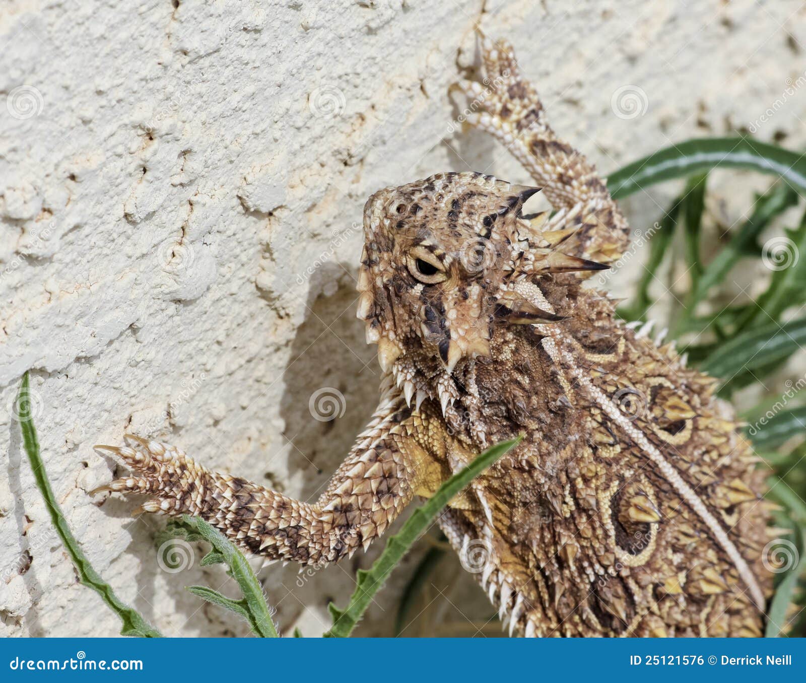 A Texas Horned Lizard Against a Stucco Wall Stock Photo - Image of ...