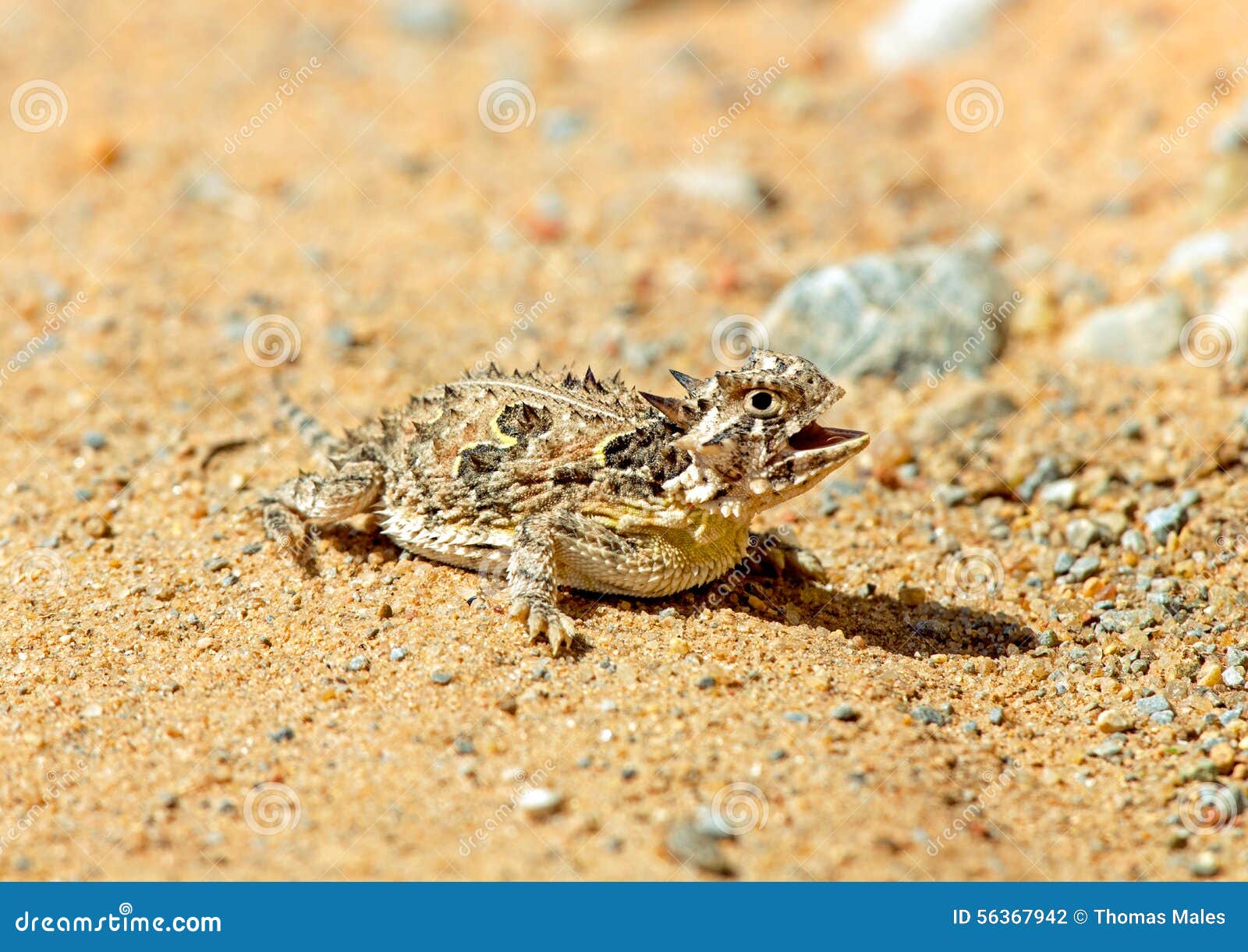 Texas horned lizard stock photo. Image of rounded, phrynosoma - 56367942
