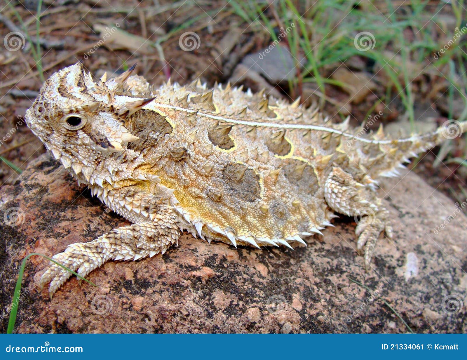Thorny Toad