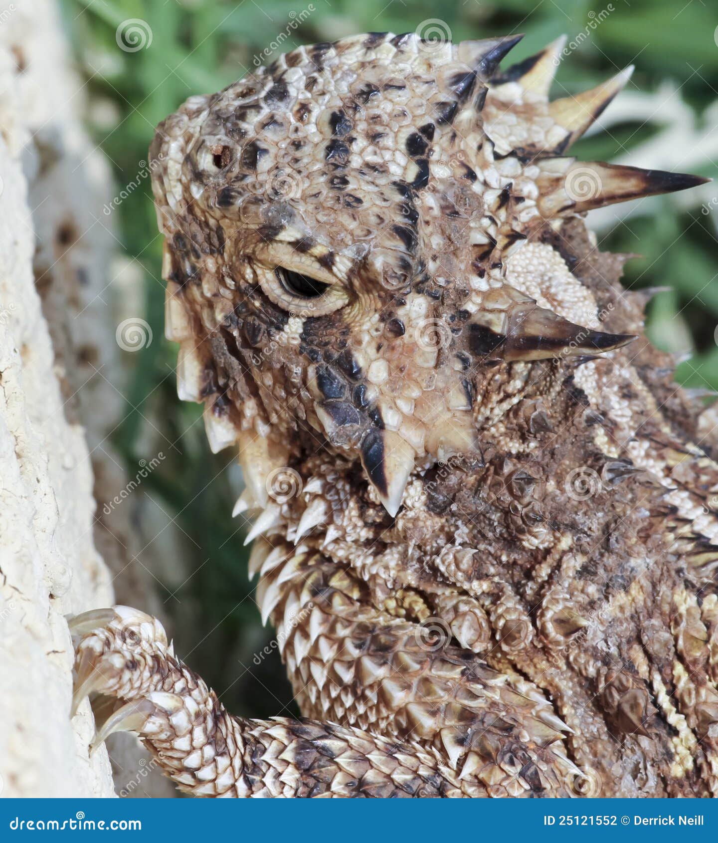 Texas Horned Lizard Stock Photo | CartoonDealer.com #2283906