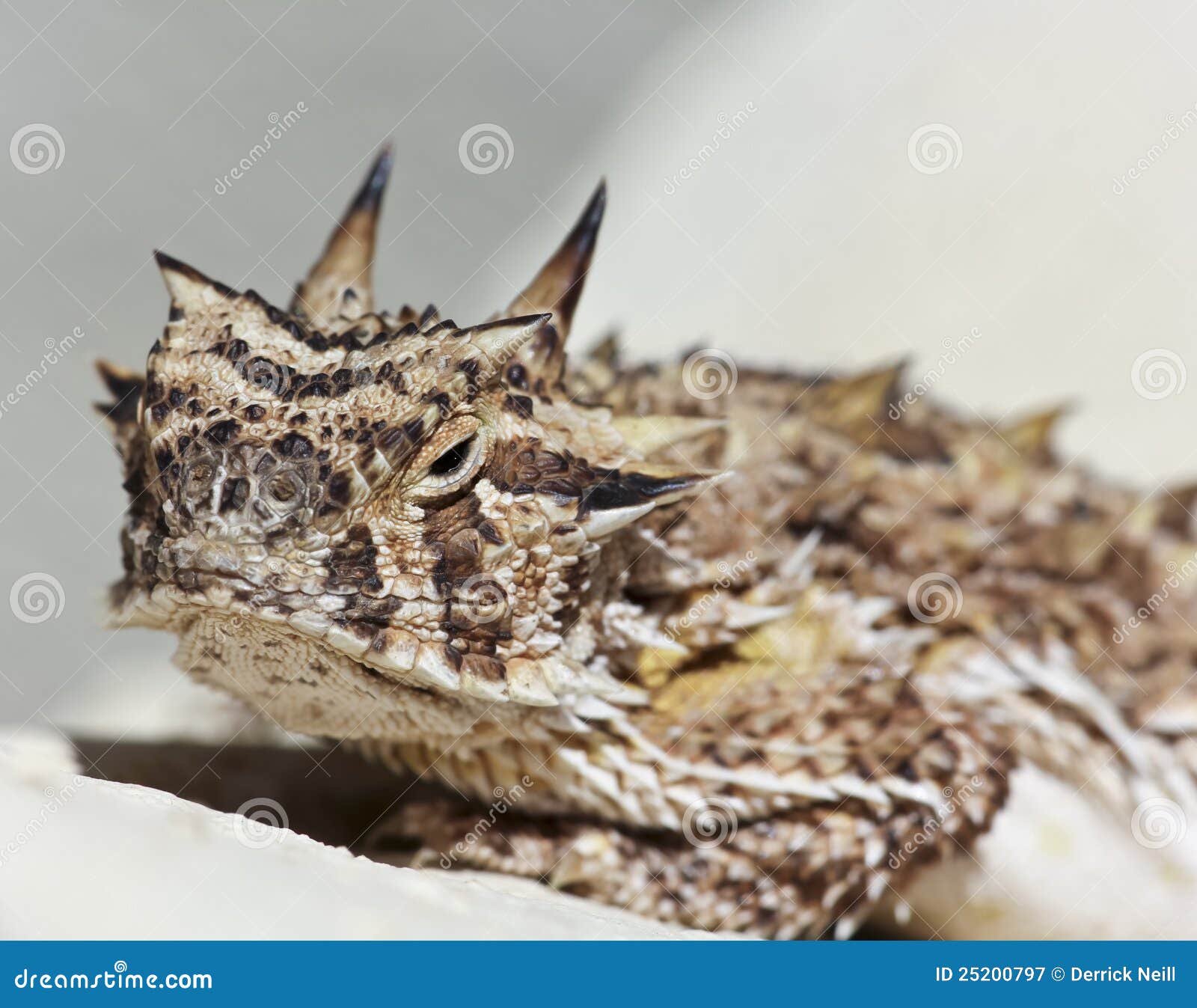 Texas Horned Lizard Stock Photo | CartoonDealer.com #2283906