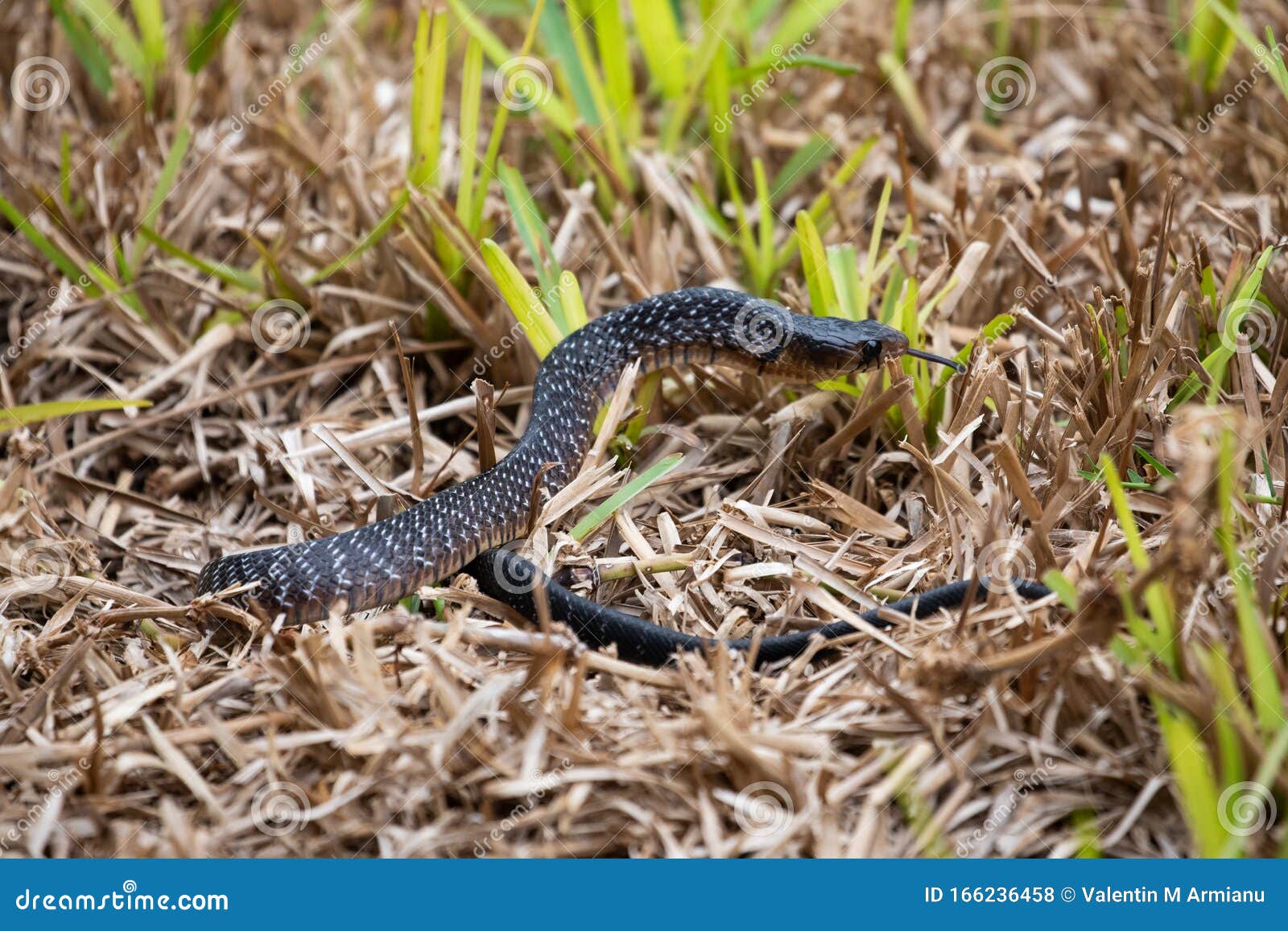 Texas indigo snake stock photo. Image of indigo, wild - 166236458