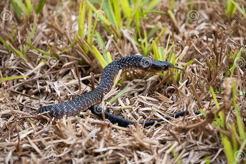 Texas indigo snake stock photo. Image of indigo, wild - 166236458