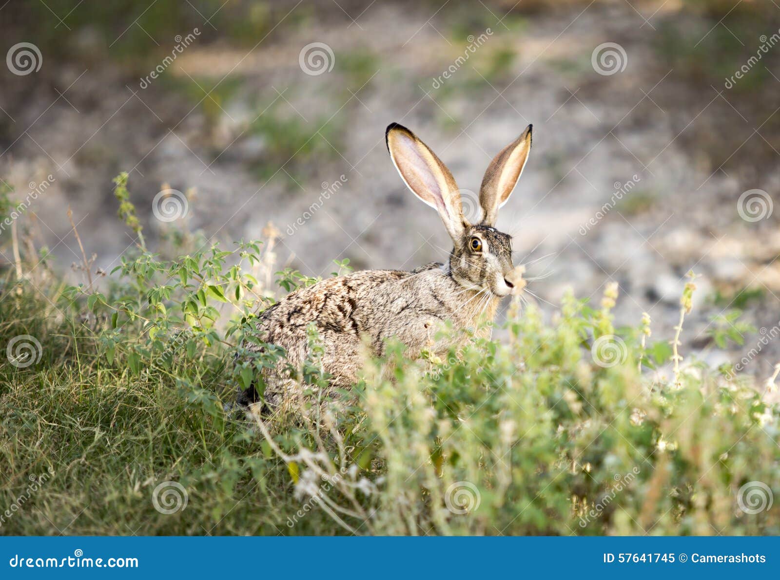 Alert Texas Jackrabbit in a Grassy Woodlands Area Stock Image - Image ...