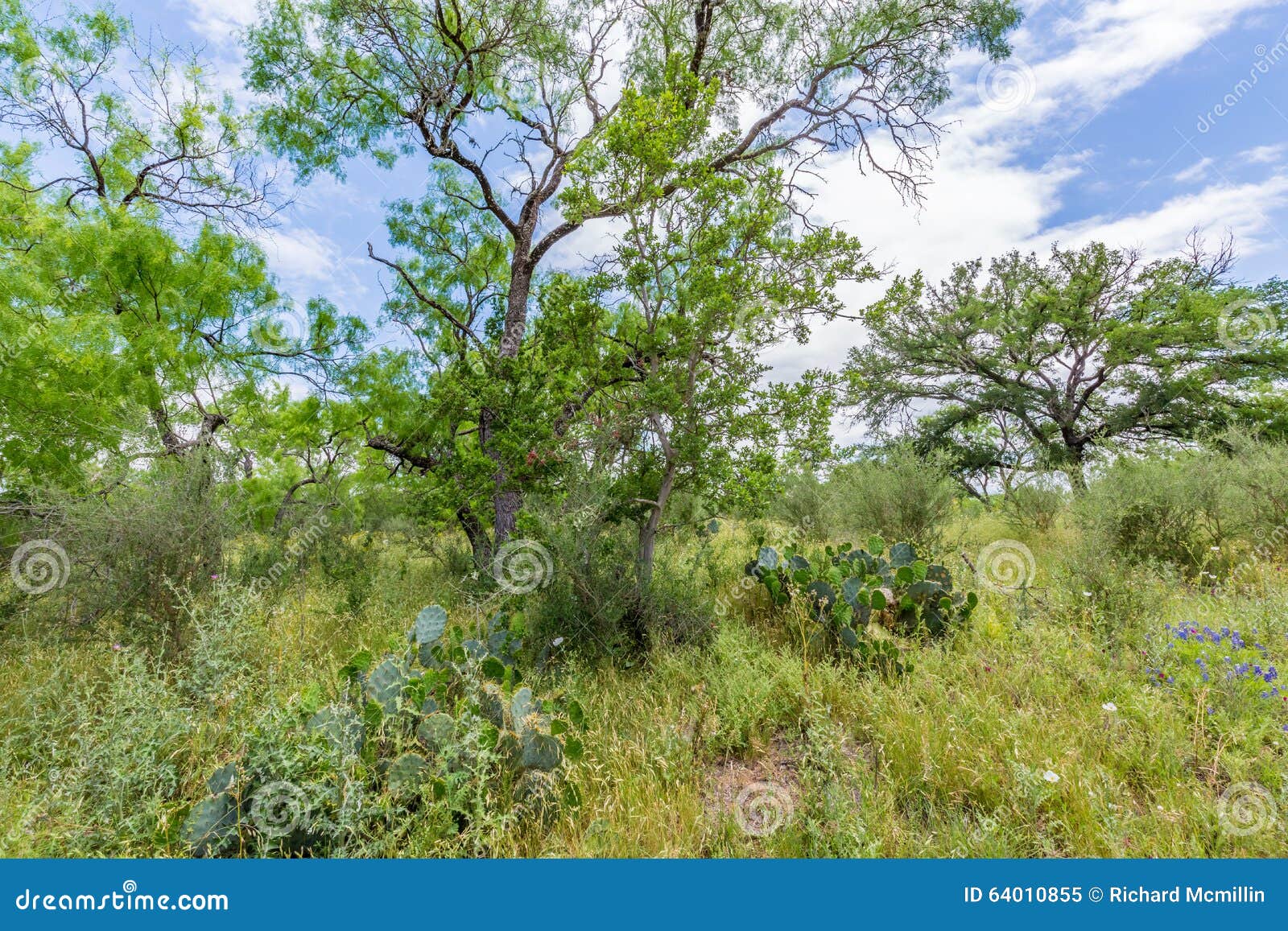 Texas Landscape with Cactus and Wildflowers Stock Image - Image of pear ...