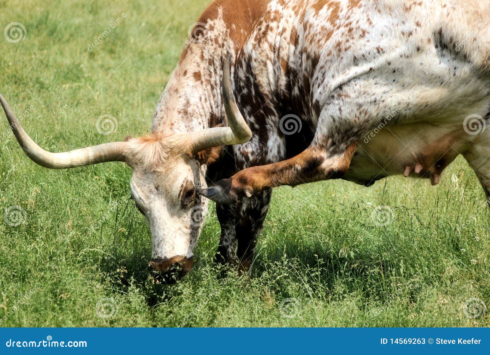 A Texas Long Horn Steer stock image. Image of itch, scratch - 14569263