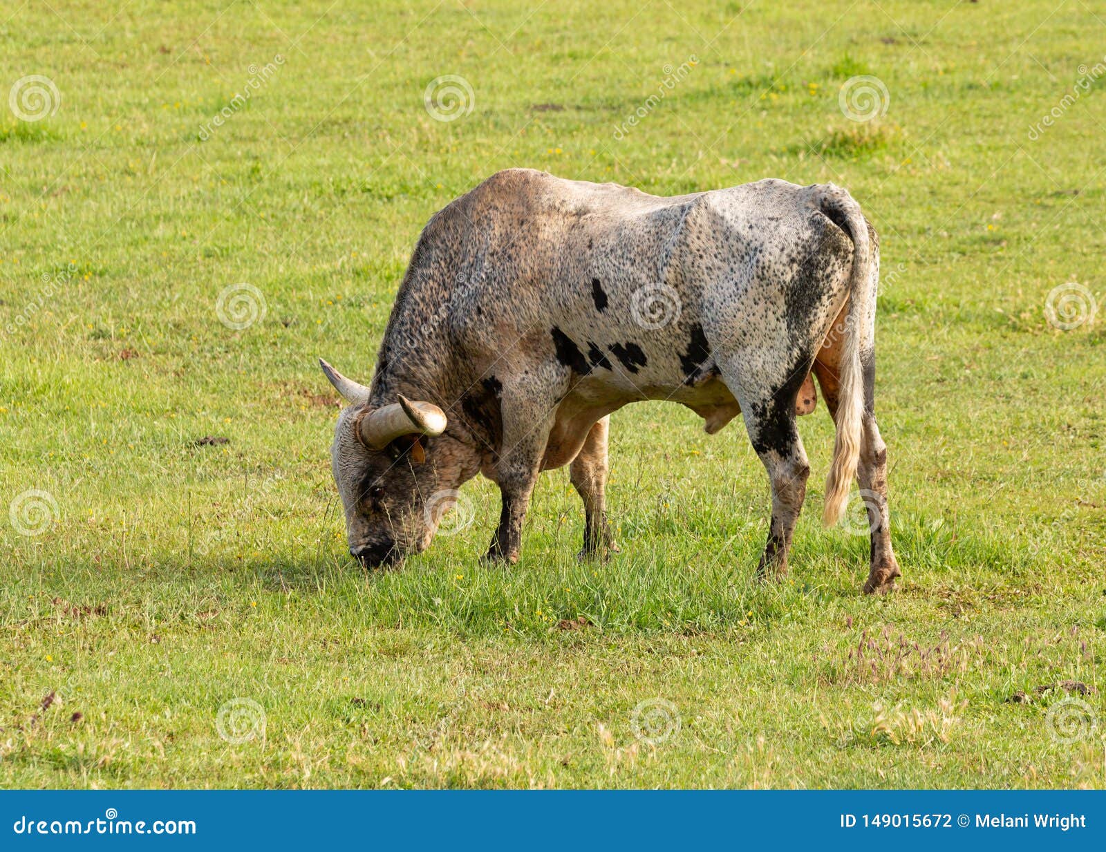 Texas Long Horned Bull in Green Field Stock Photo - Image of black ...