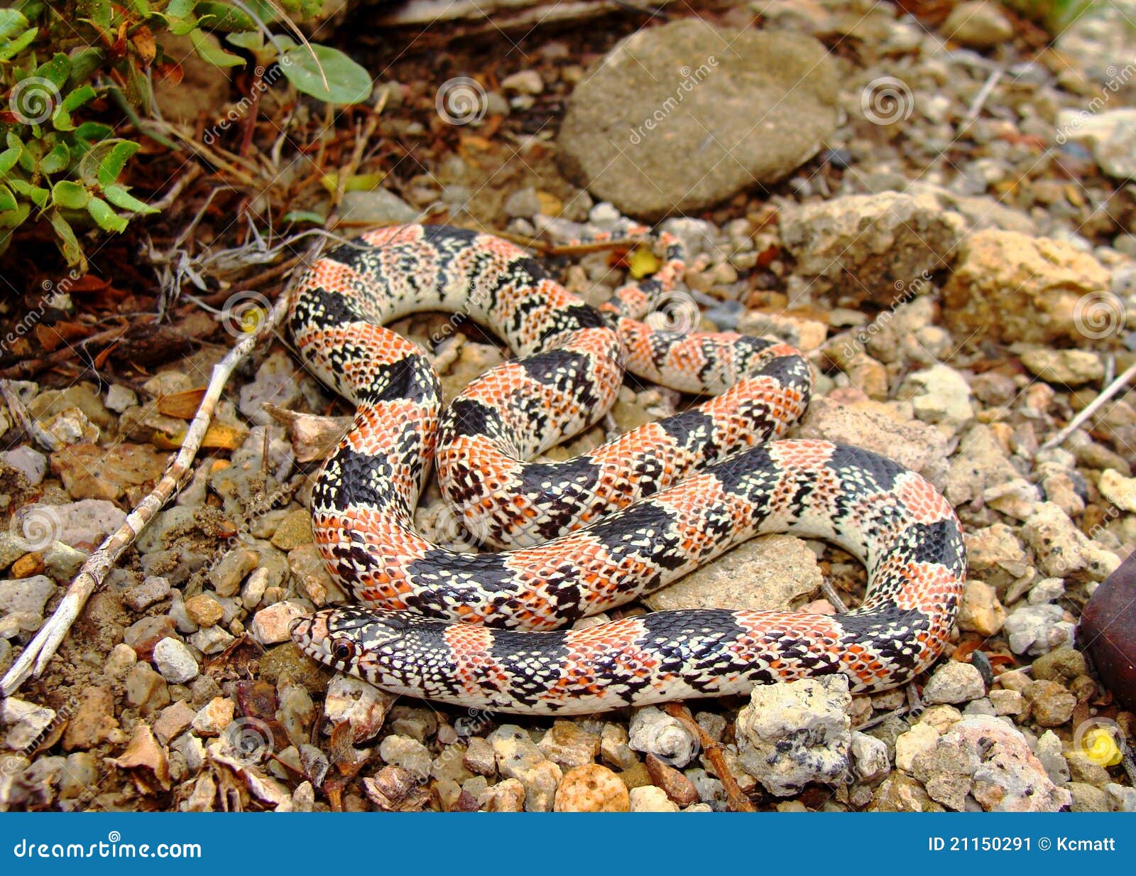 Long Nosed Viper Snake Stock Photography | CartoonDealer.com #8737082