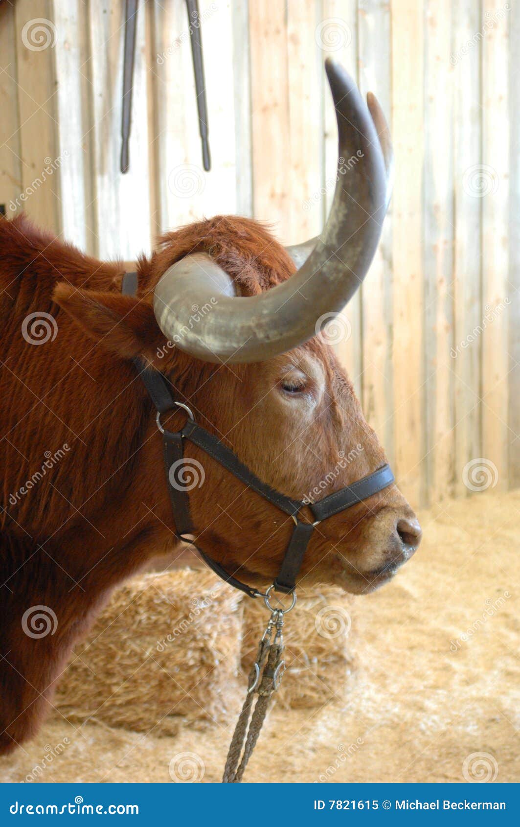 Texas Longhorn 3 stock image. Image of powerful, horns - 7821615