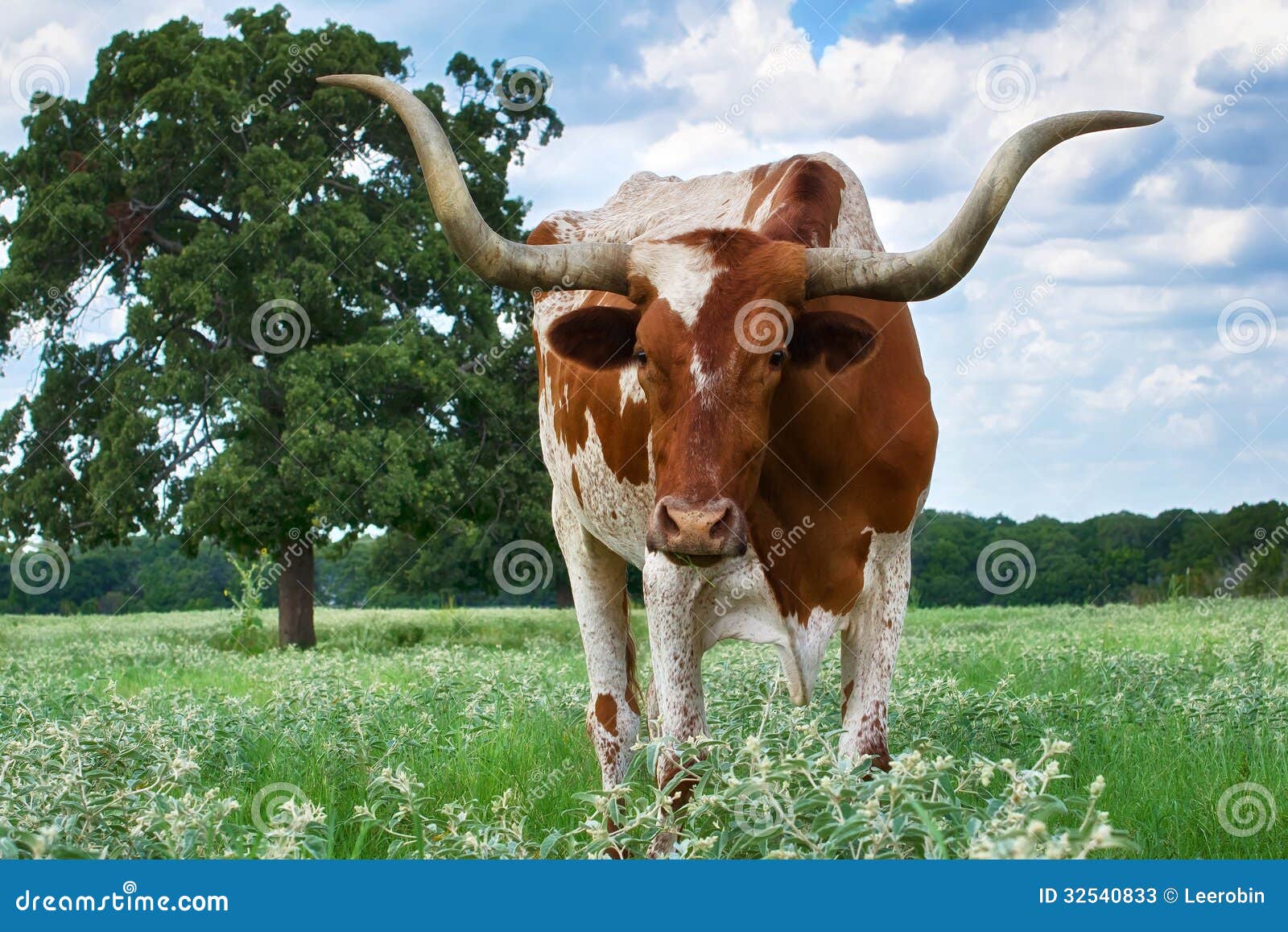 Texas Longhorn fotografering för bildbyråer. Bild av oklarheter - 32540833
