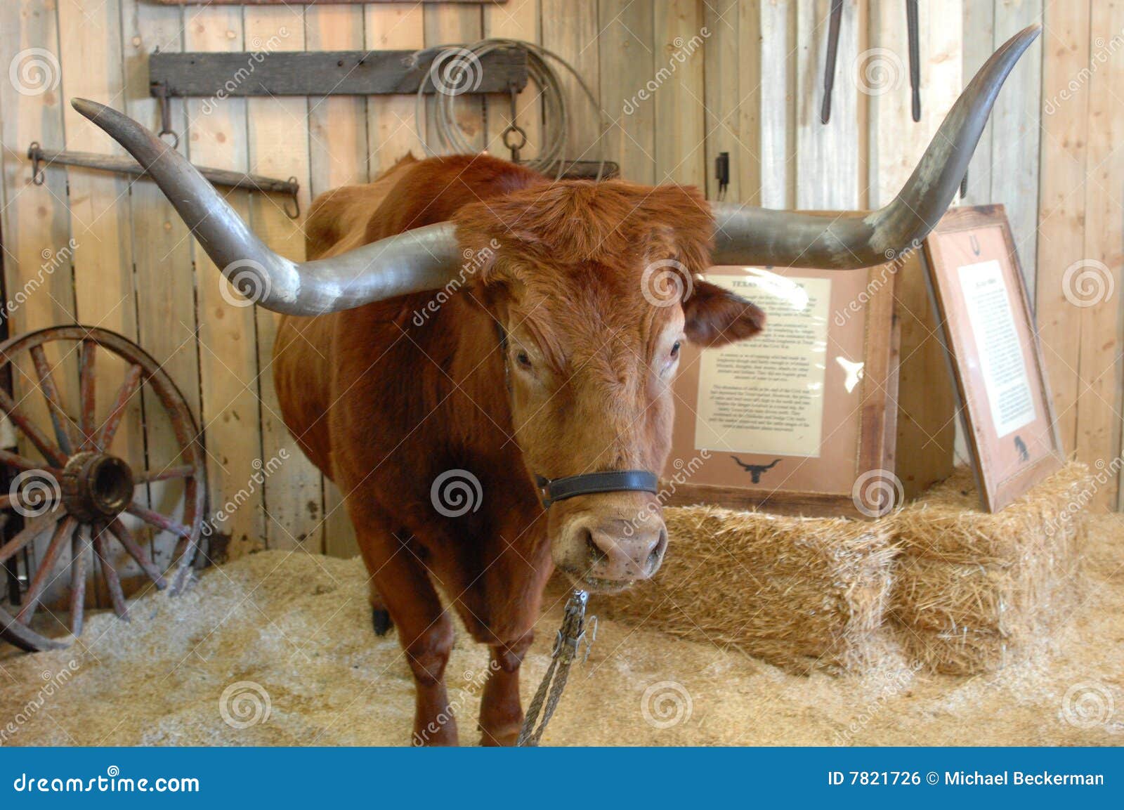 Texas Longhorn 6 stock photo. Image of strong, farming - 7821726