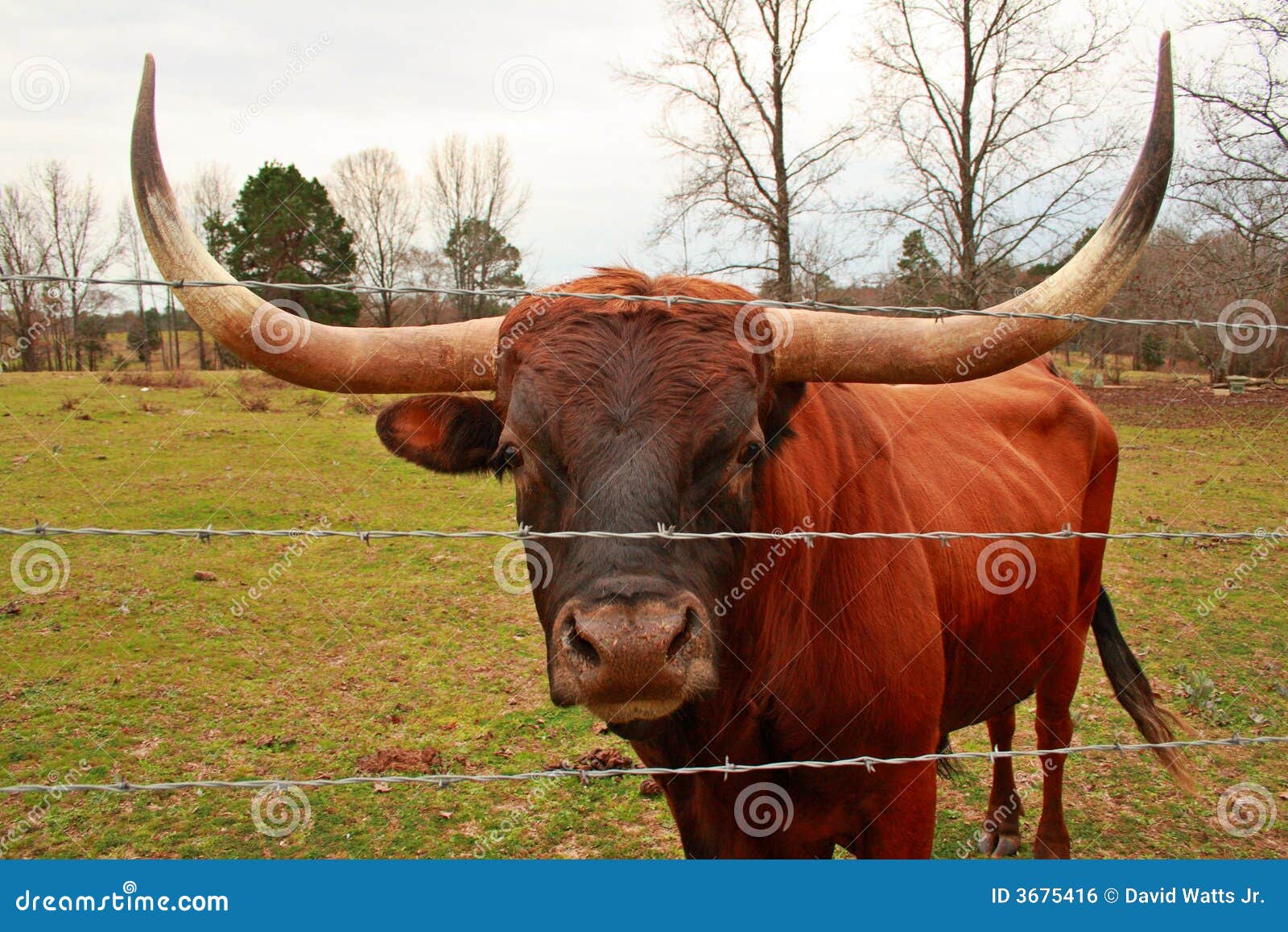 Texas Longhorn Bull stock photo. Image of cattle, wire - 3675416