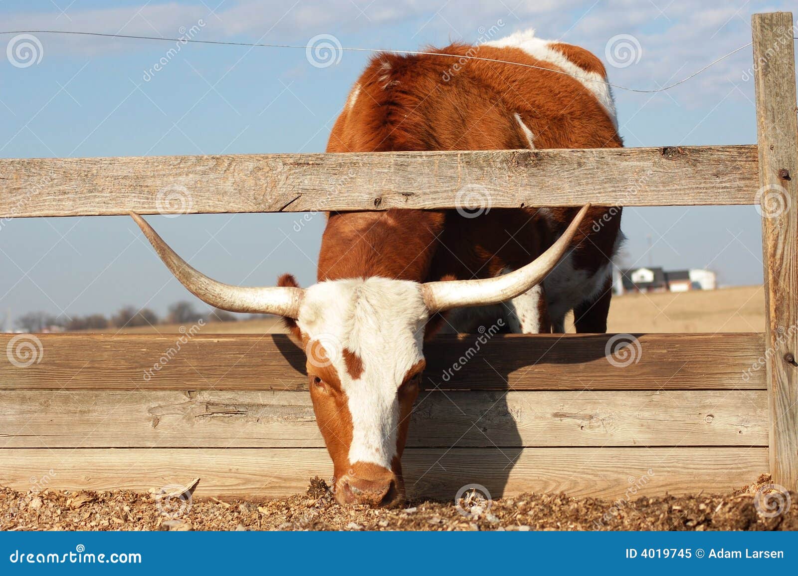 Texas Longhorn Bull stock image. Image of bull, cattle - 4019745