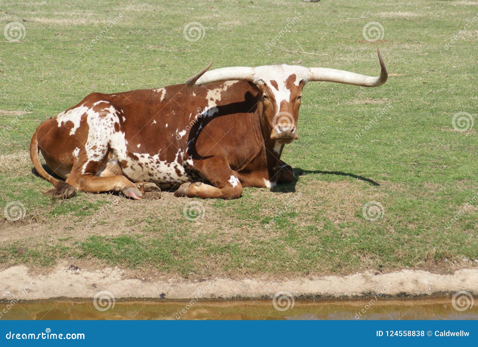 Texas Longhorn Bull Resting Stockfoto - Bild von sony, farbe: 124558838