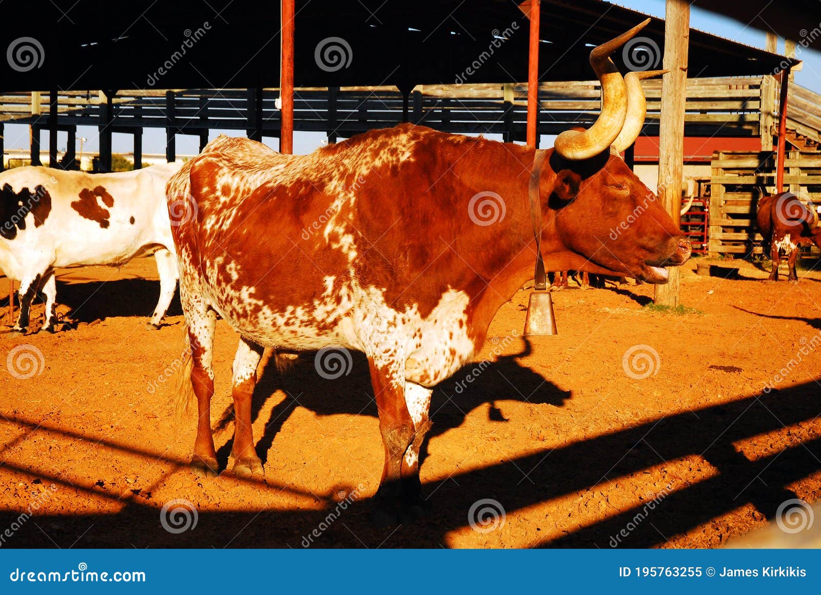 A Texas Longhorn Bull Stands in Its Pen Stock Image - Image of longhorn ...