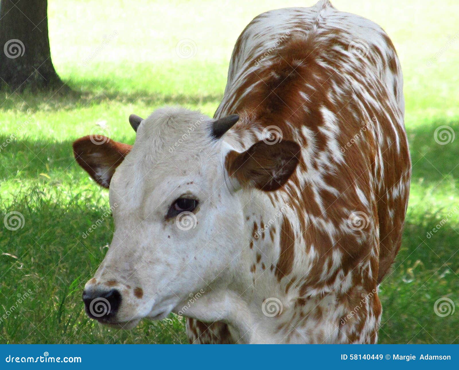 Texas Longhorn Calf stock image. Image of spotted, longhorn - 58140449