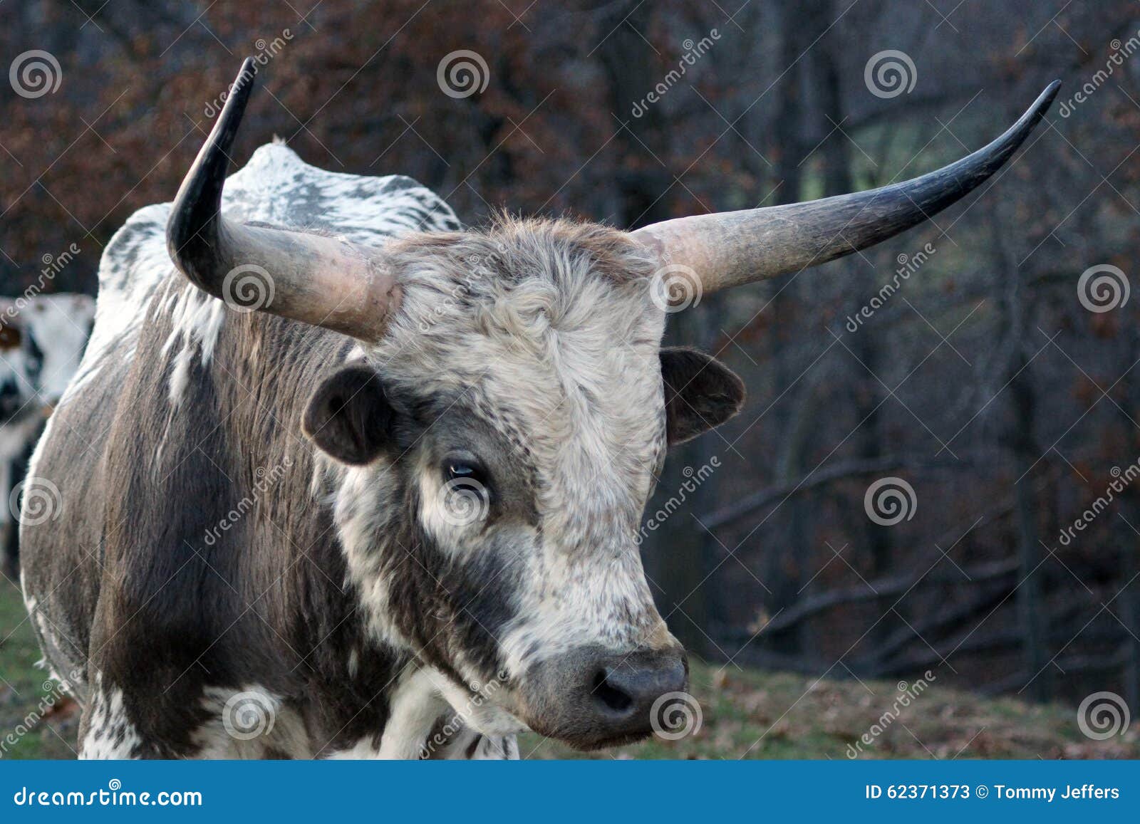Texas Longhorn Cattle stock image. Image of profile, longhorn - 62371373