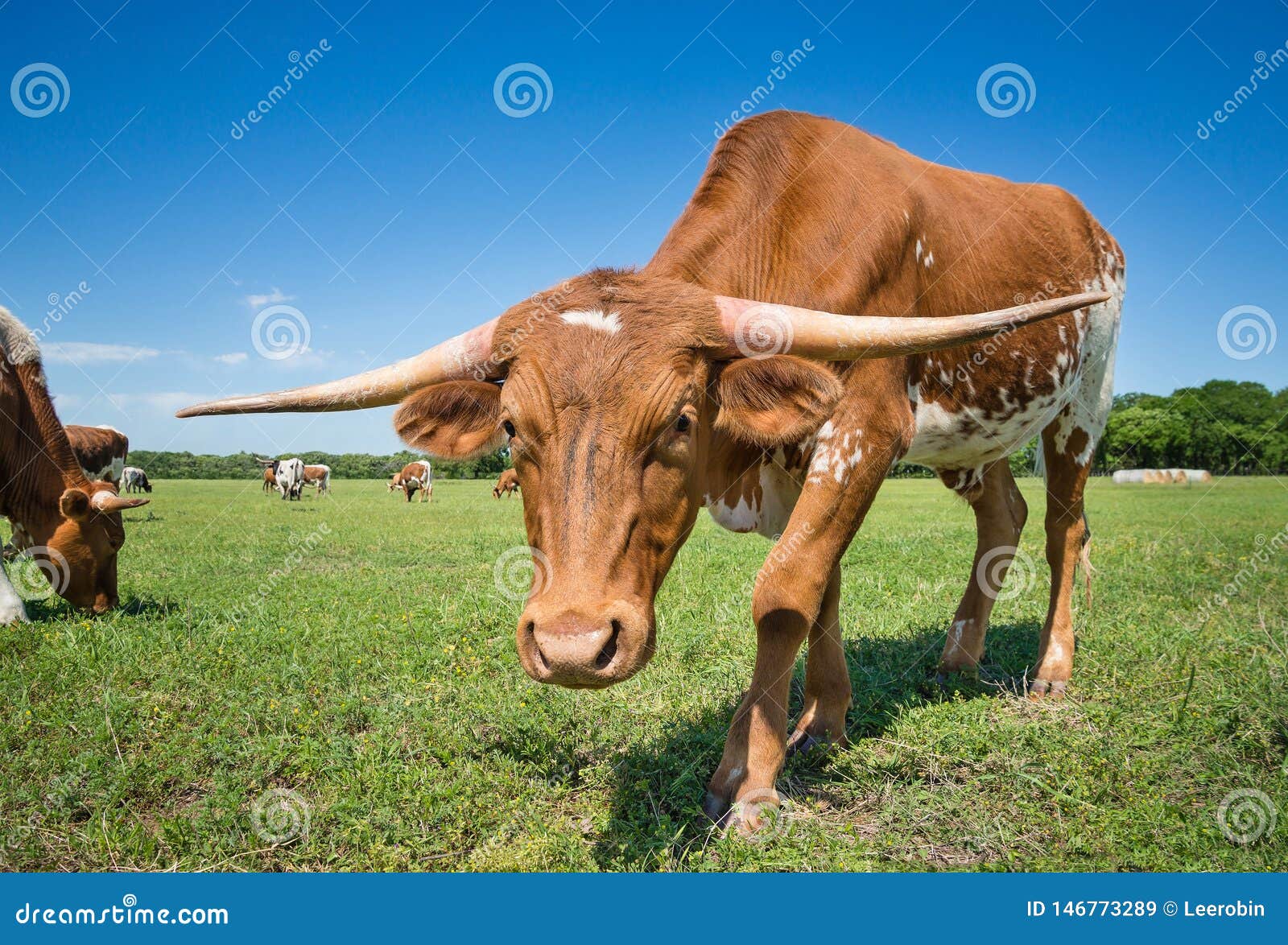 Texas Longhorn Cattle Grazing on Spring Pasture Stock Image - Image of ...