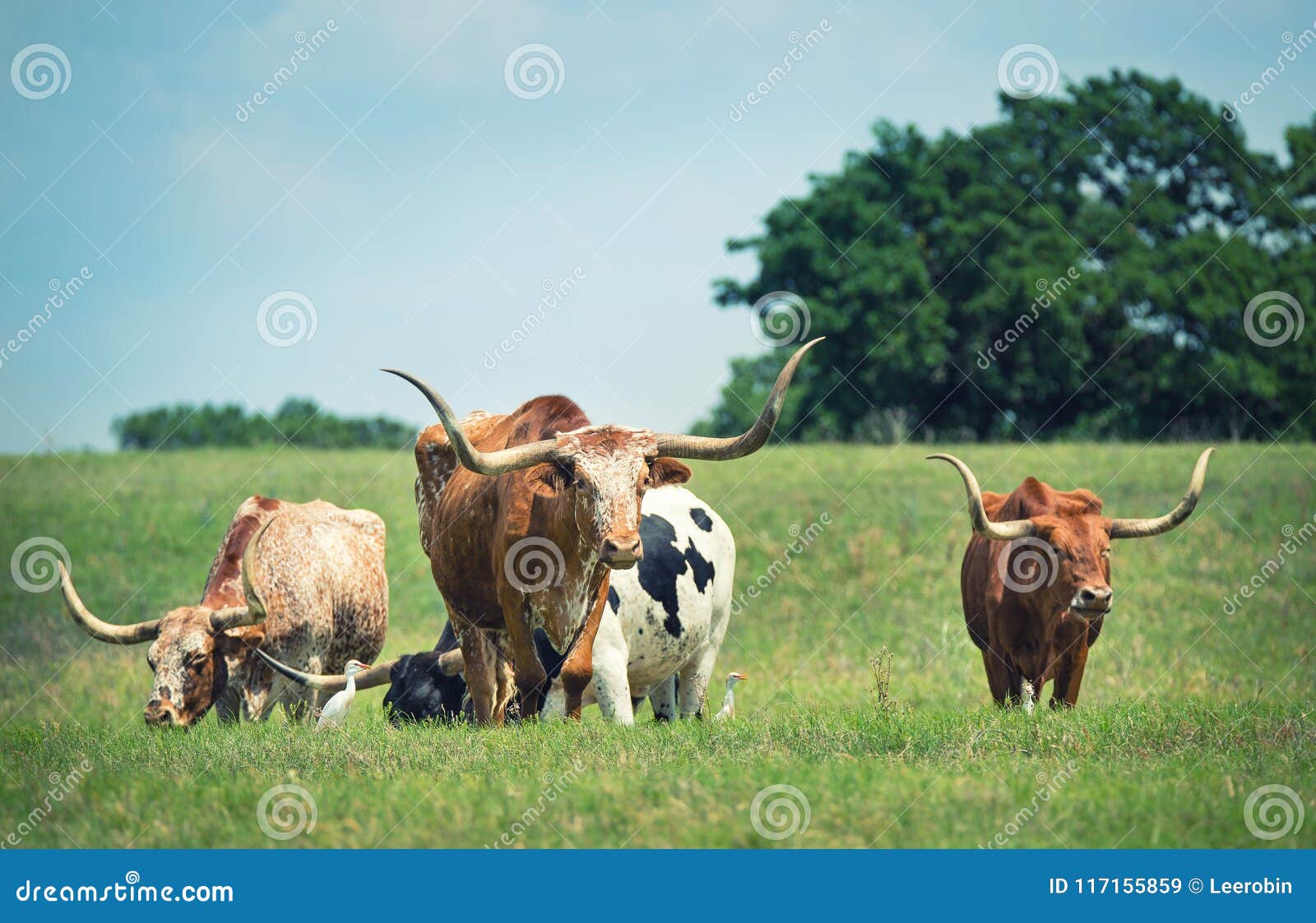 Texas Longhorn Cattle Grazing On Spring Pasture Stock Image Image Of Egret Blue 117155859