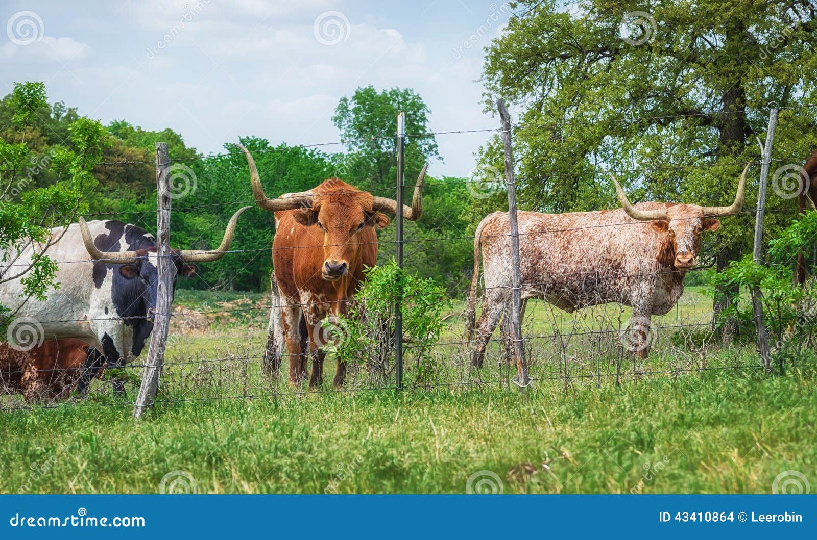 Texas Longhorn Cattle on Pasture Stock Photo - Image of brown, longhorn ...