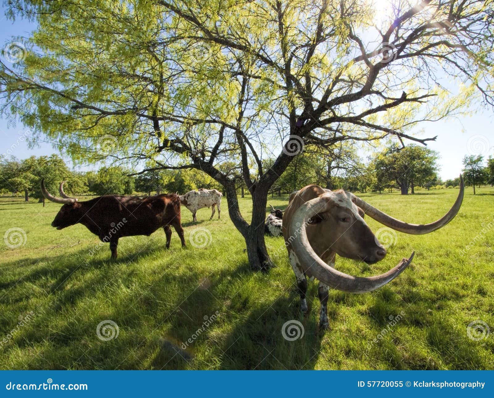 Texas Longhorn Cattle in Pasture 6 Stock Image - Image of cattle ...
